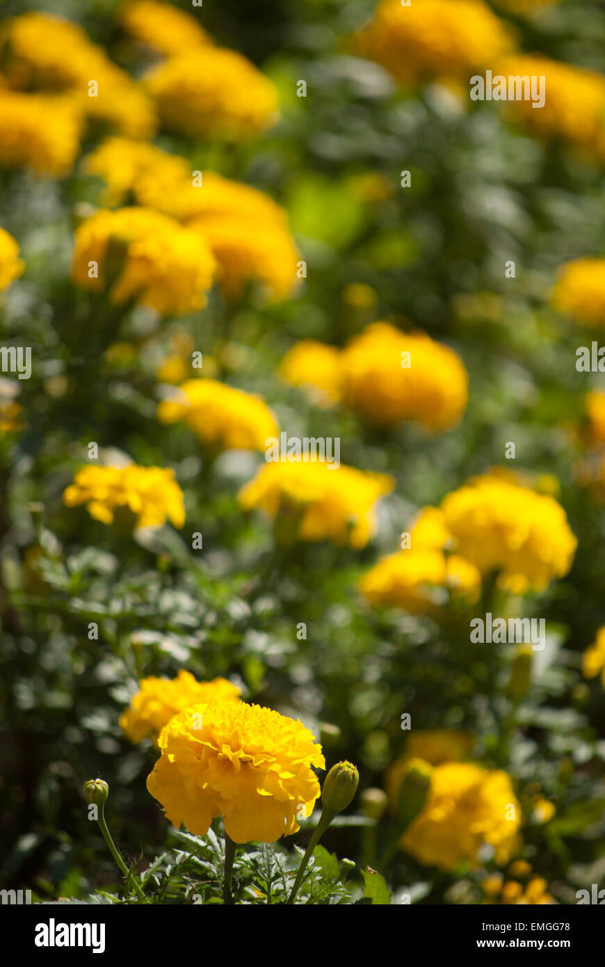 beautiful cultivated flowers in park ( Tagetes Stock Photo - Alamy