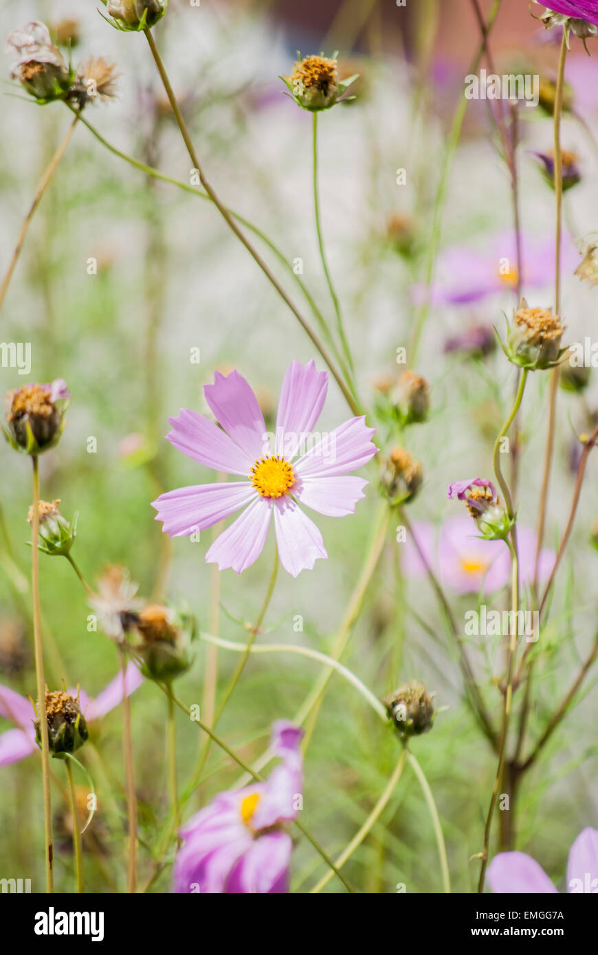 Beautiful purple flowers of Coreopsis on green flowerbed Stock Photo ...