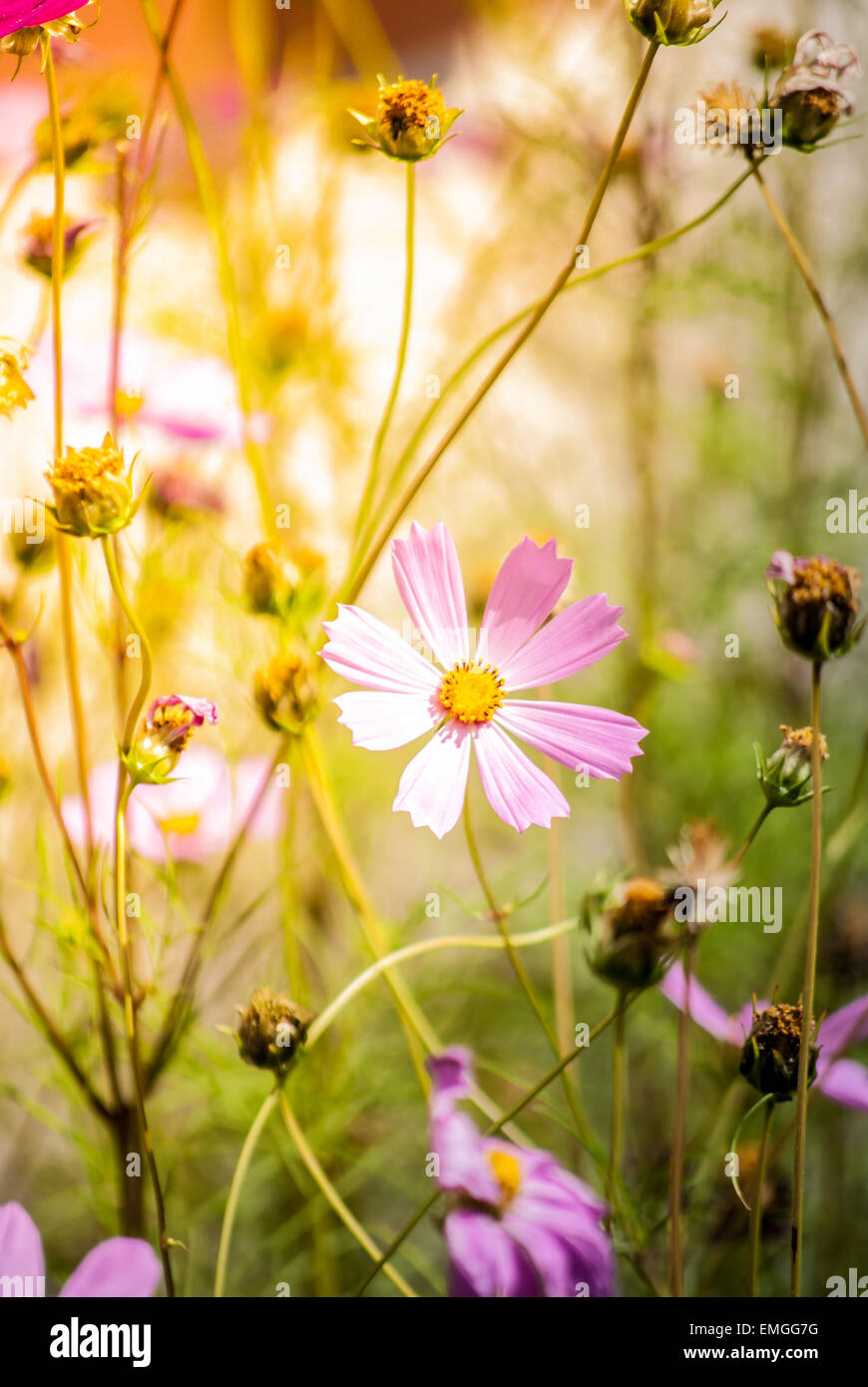Beautiful purple flowers of Coreopsis on green flowerbed Stock Photo ...