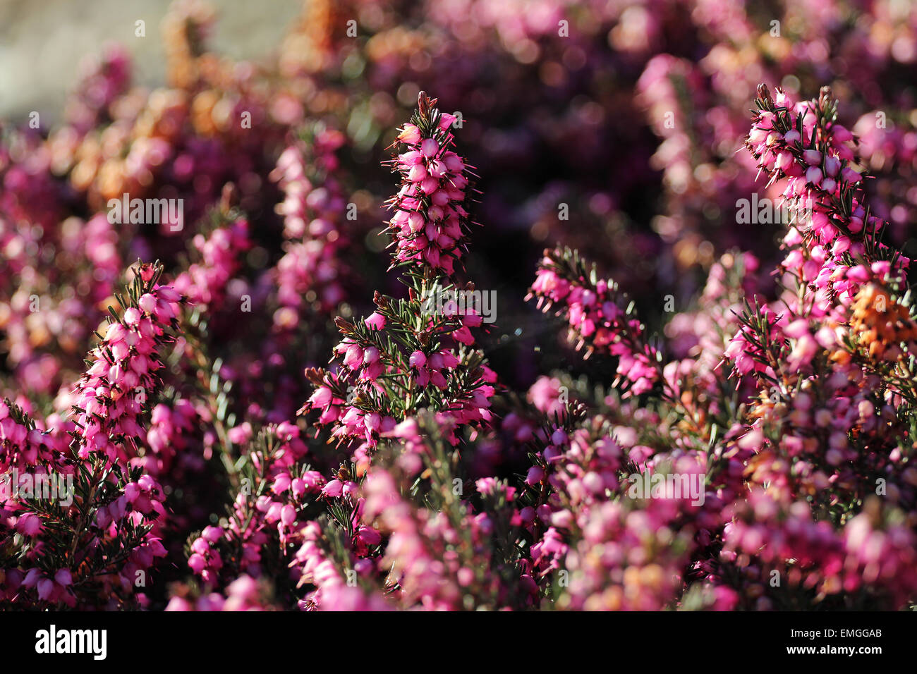 Heather shrub hi-res stock photography and images - Alamy