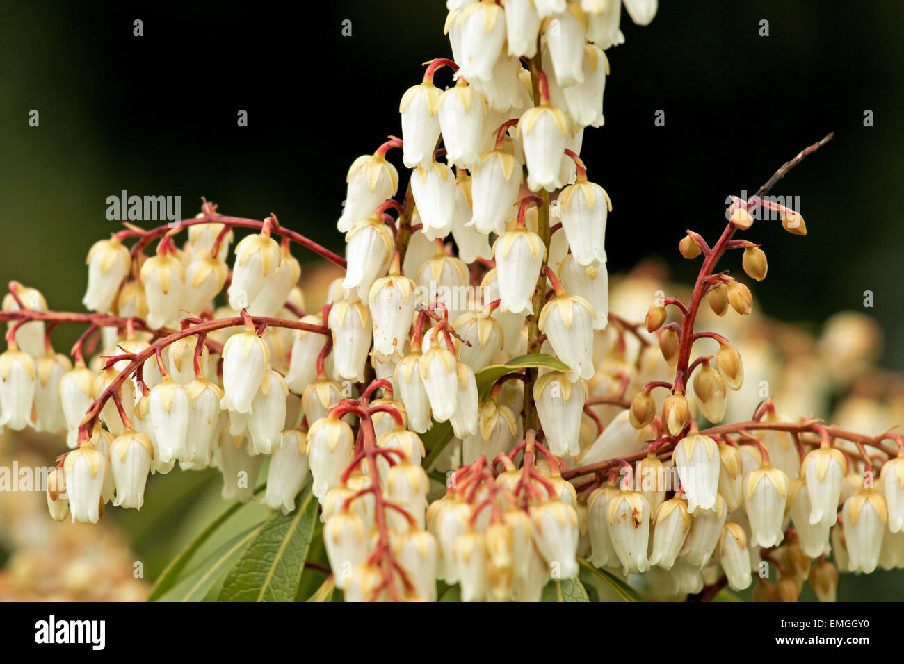 white Spring flowers Stock Photo - Alamy