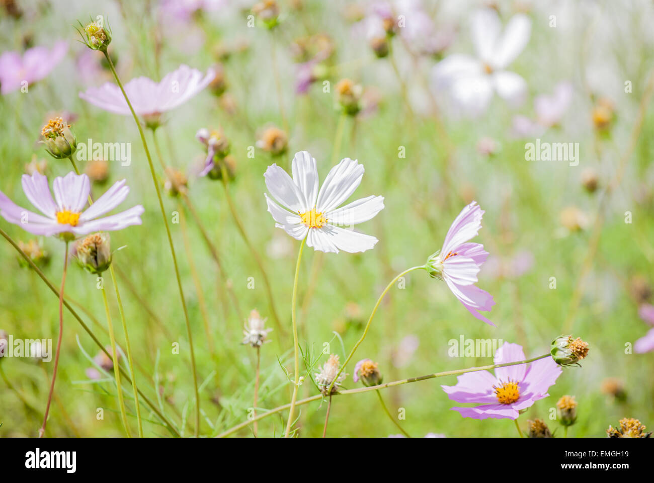 Beautiful purple flowers of Coreopsis on green flowerbed Stock Photo ...