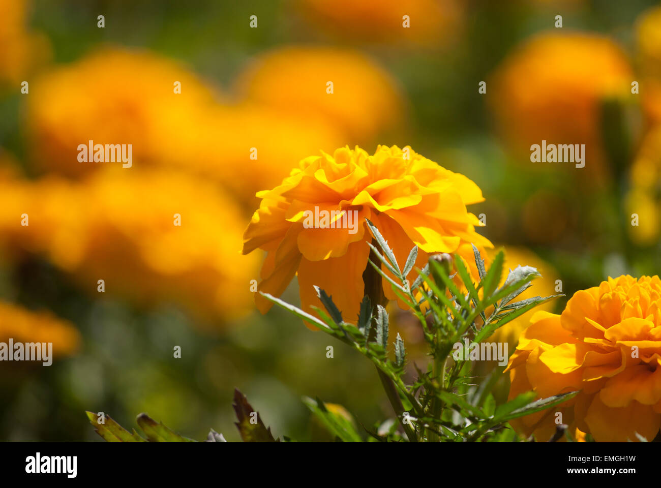 beautiful cultivated flowers in park ( Tagetes Stock Photo - Alamy
