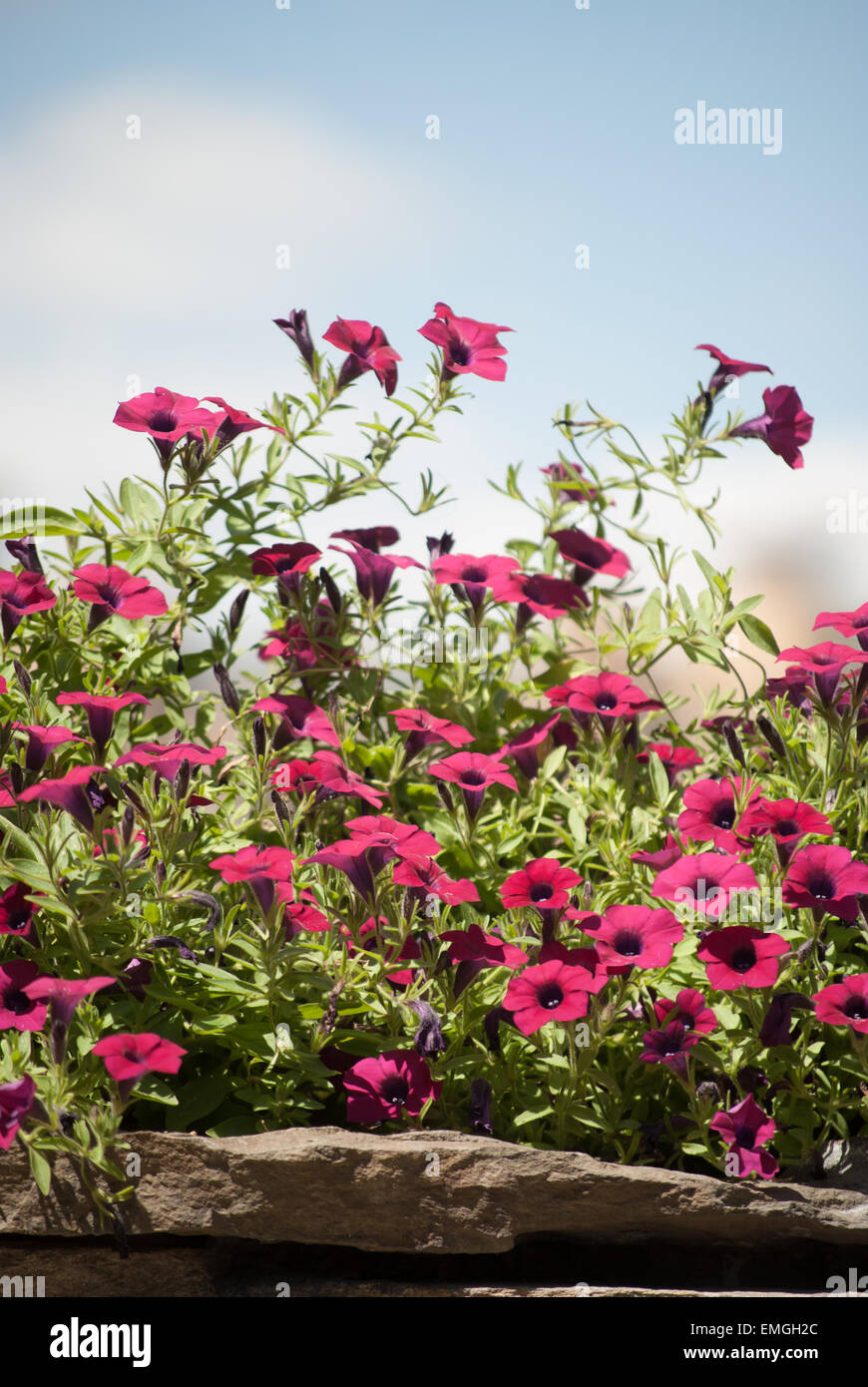 beautiful cultivated flowers in park, Petunia Stock Photo - Alamy