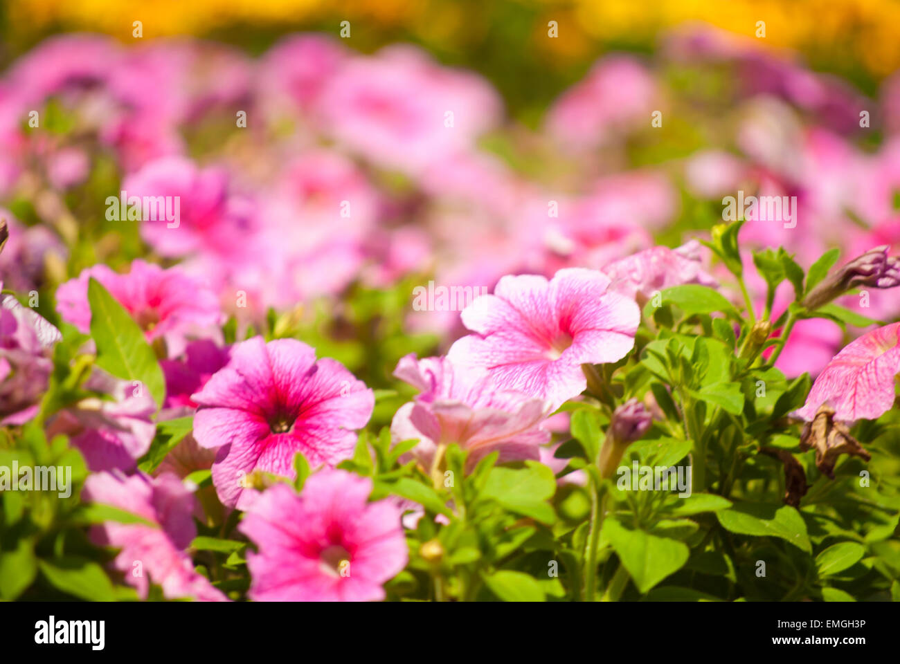 beautiful cultivated flowers in park, Petunia Stock Photo - Alamy