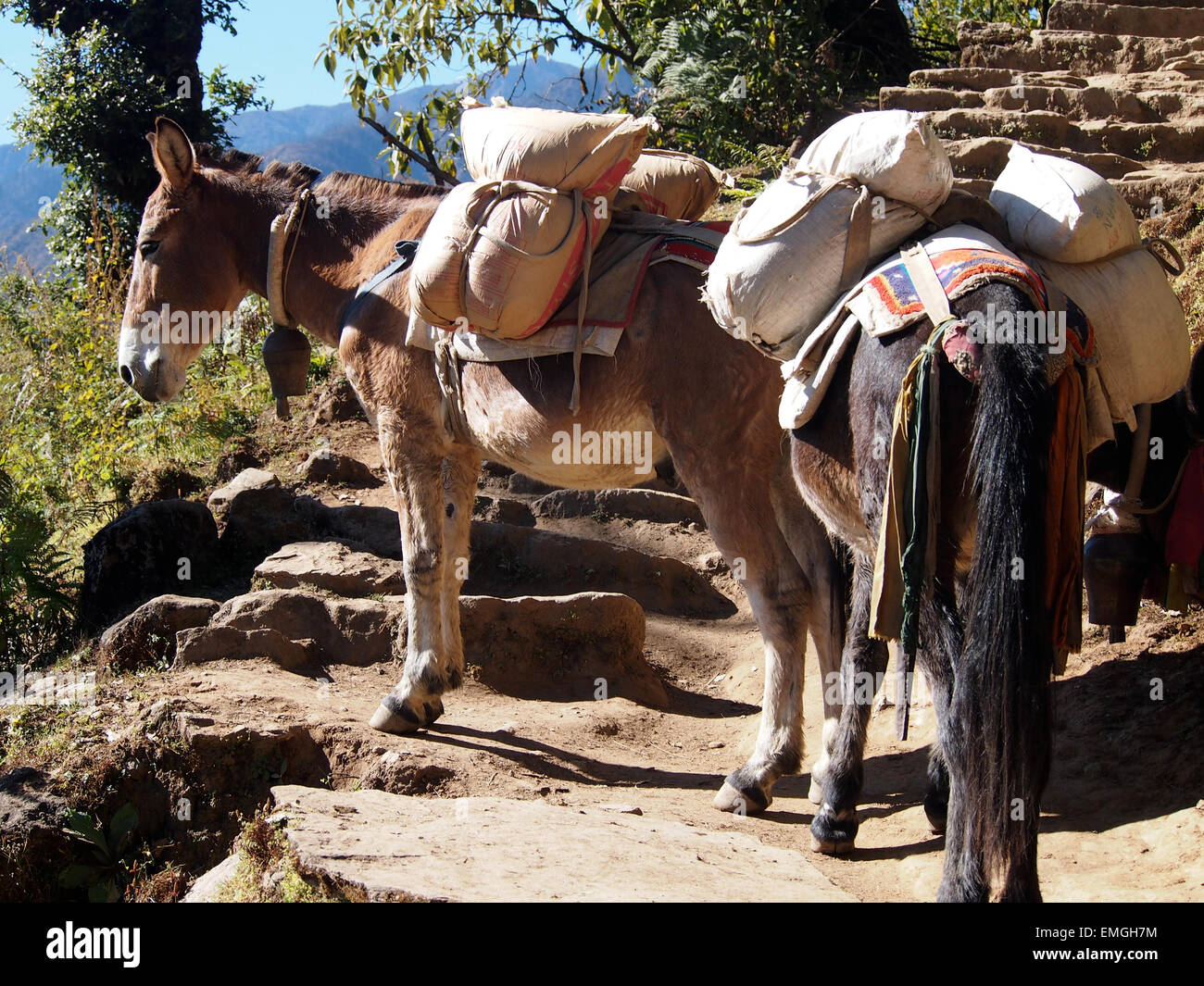 Donkeys carrying load hi-res stock photography and images - Alamy