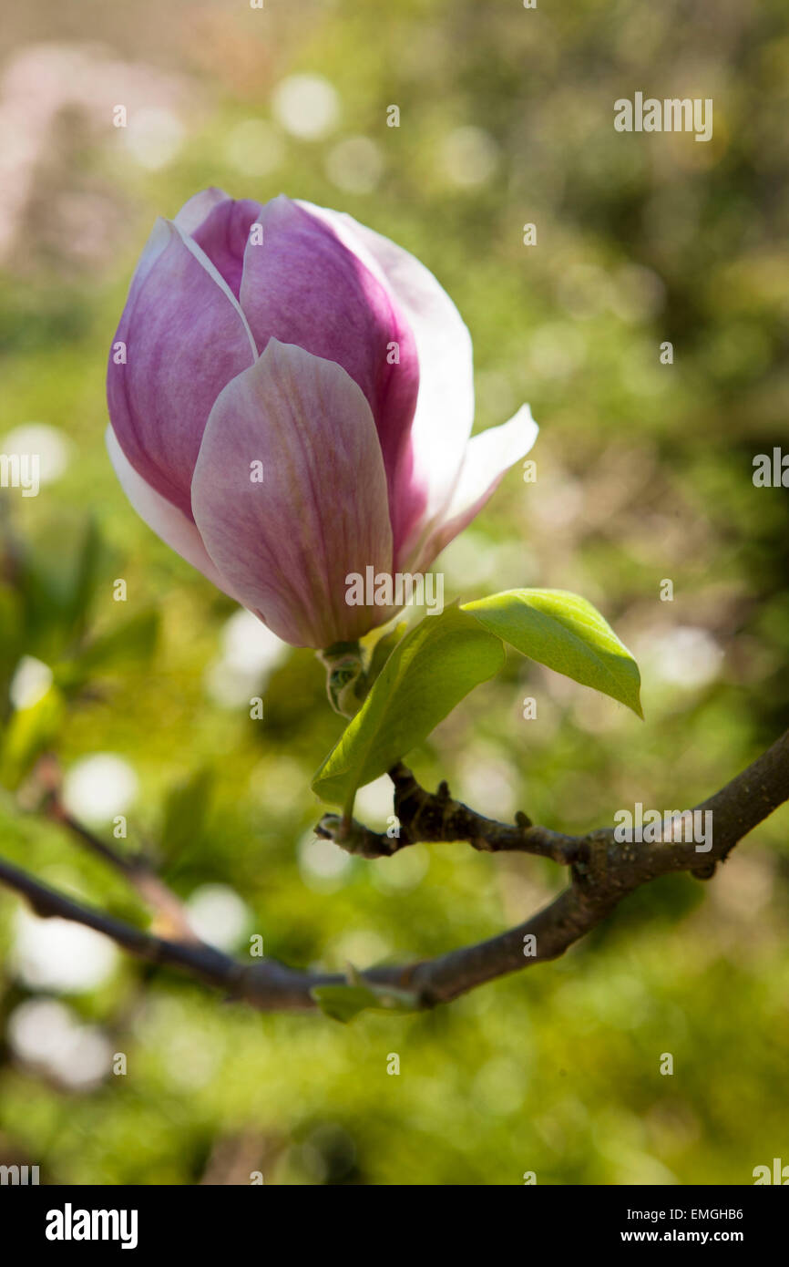 Magnolia soulangeana rustica rubra hi-res stock photography and images ...