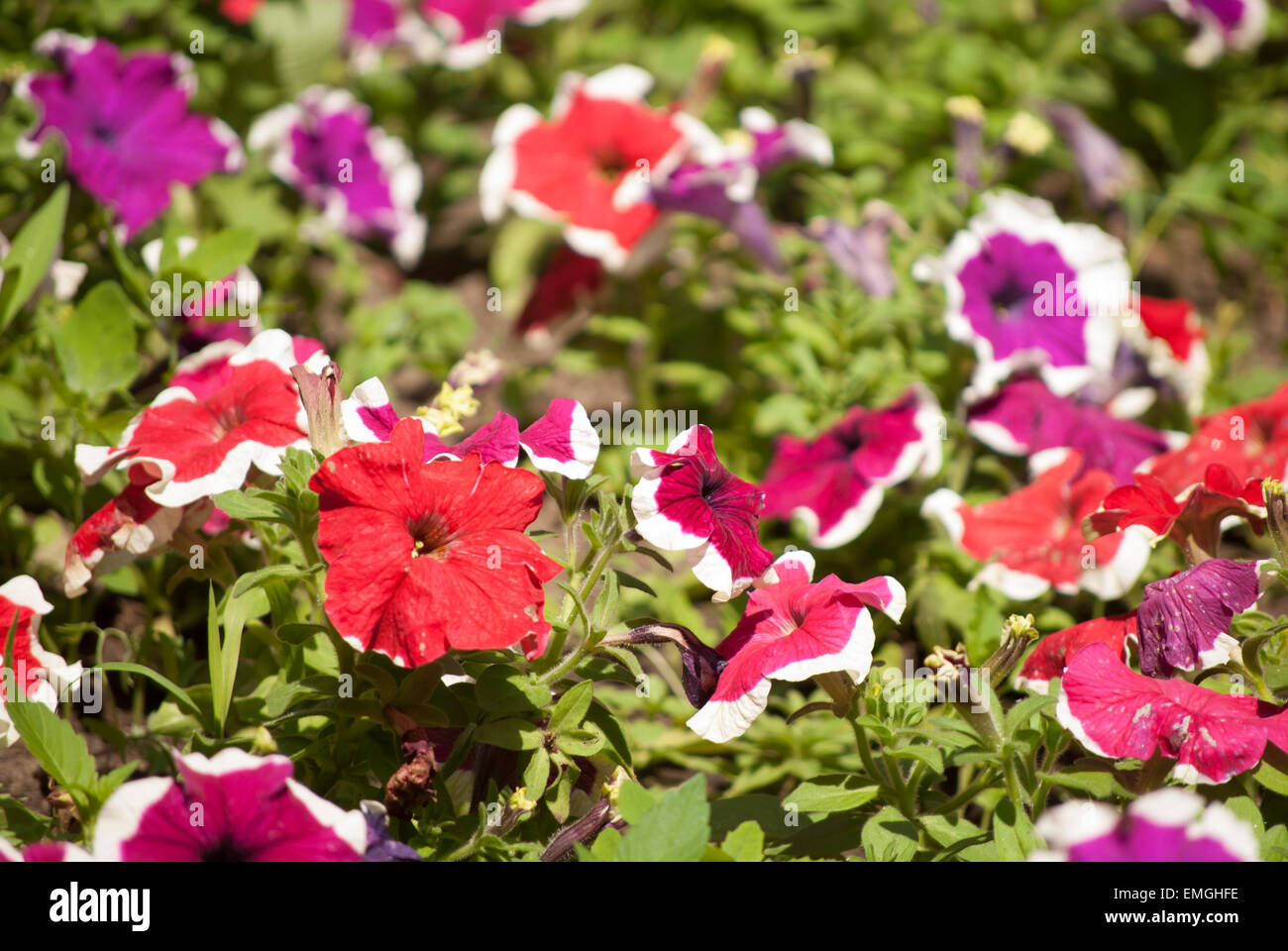 beautiful cultivated flowers in park, Petunia Stock Photo - Alamy