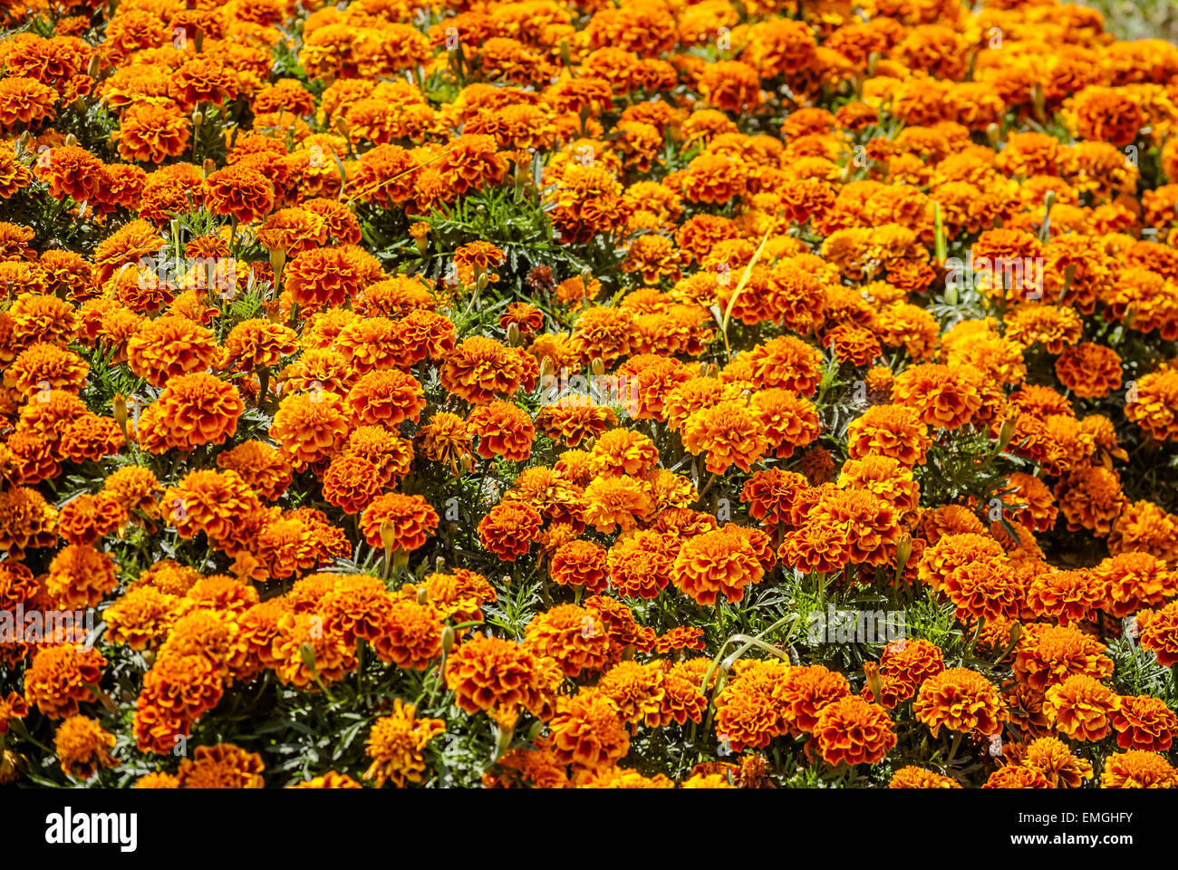 beautiful cultivated flowers in park ( Tagetes Stock Photo - Alamy