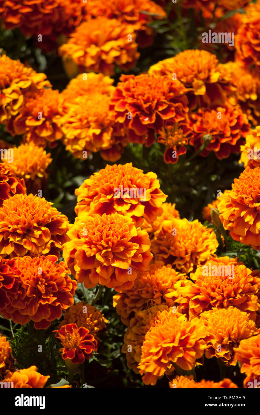 beautiful cultivated flowers in park ( Tagetes Stock Photo - Alamy
