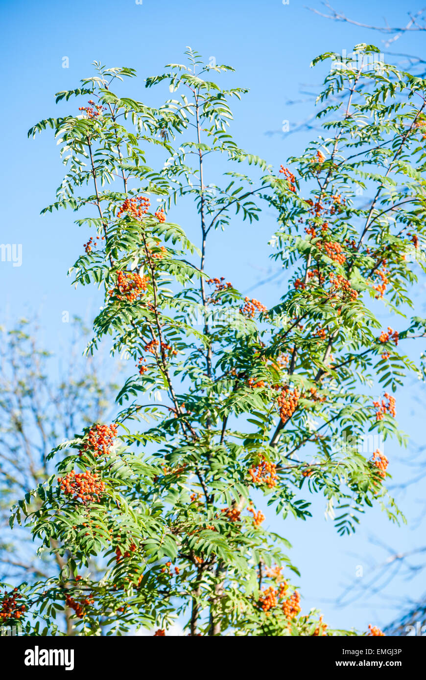 Red berries of Sorbus on green branches in sunlight against blue sky ...