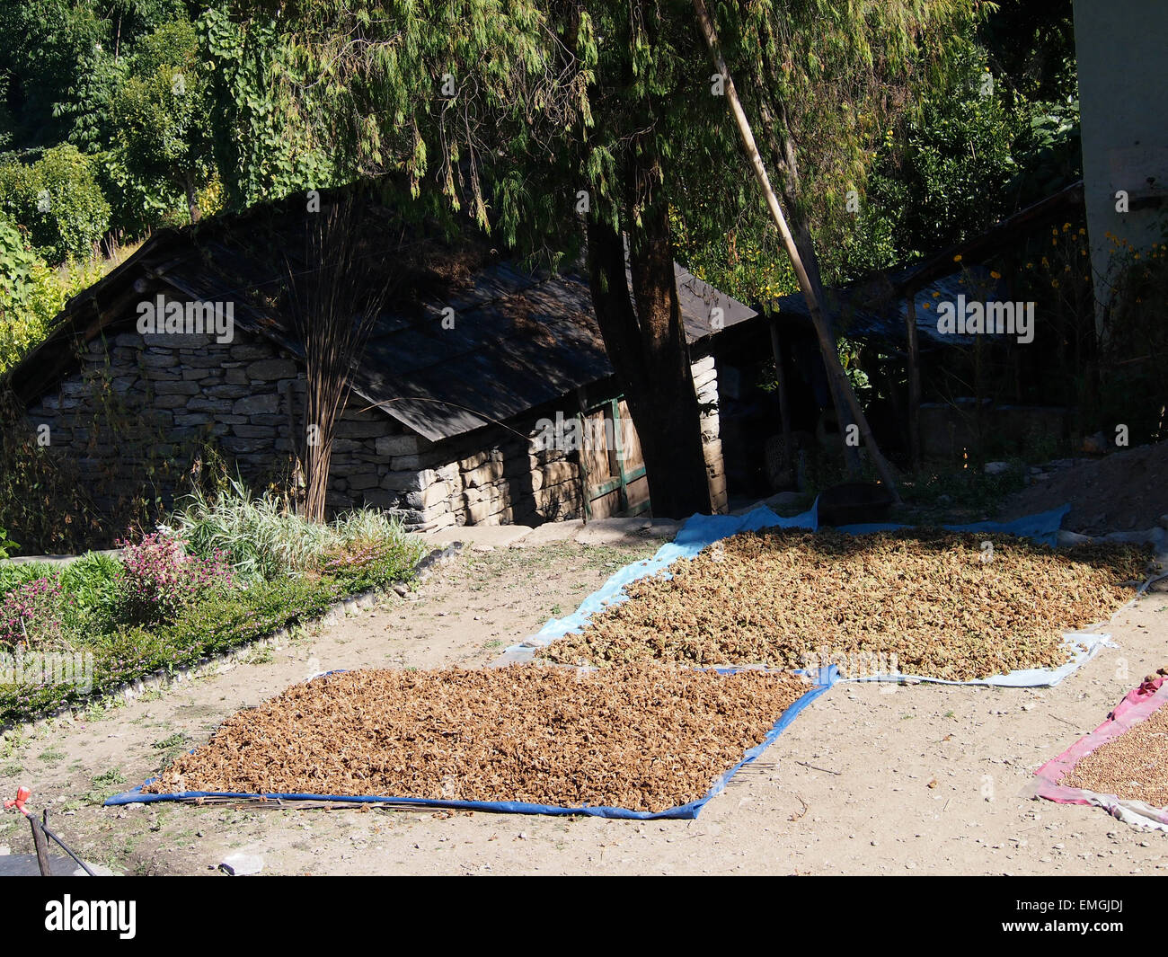 Crops Food Drying in Sun Lukla Nepal Asia Stock Photo - Alamy