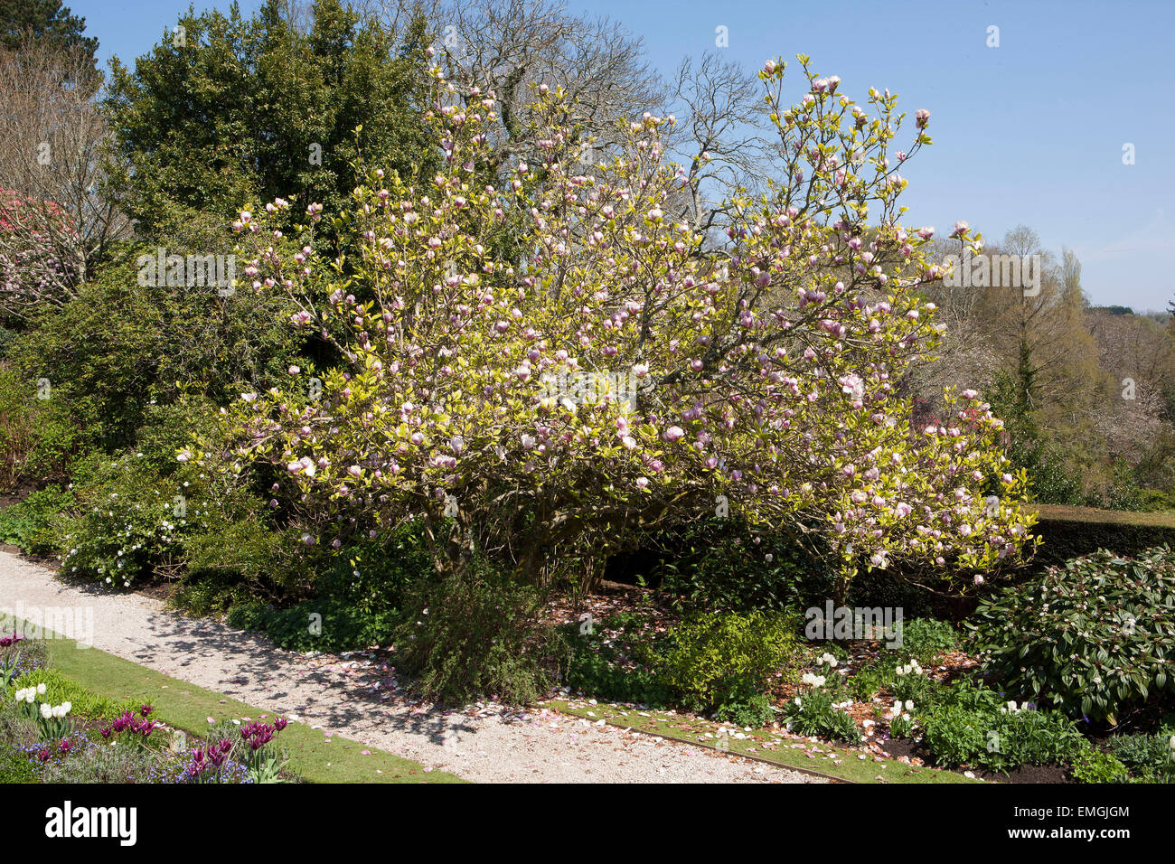 Magnolia soulangeana rustica rubra hi-res stock photography and images ...