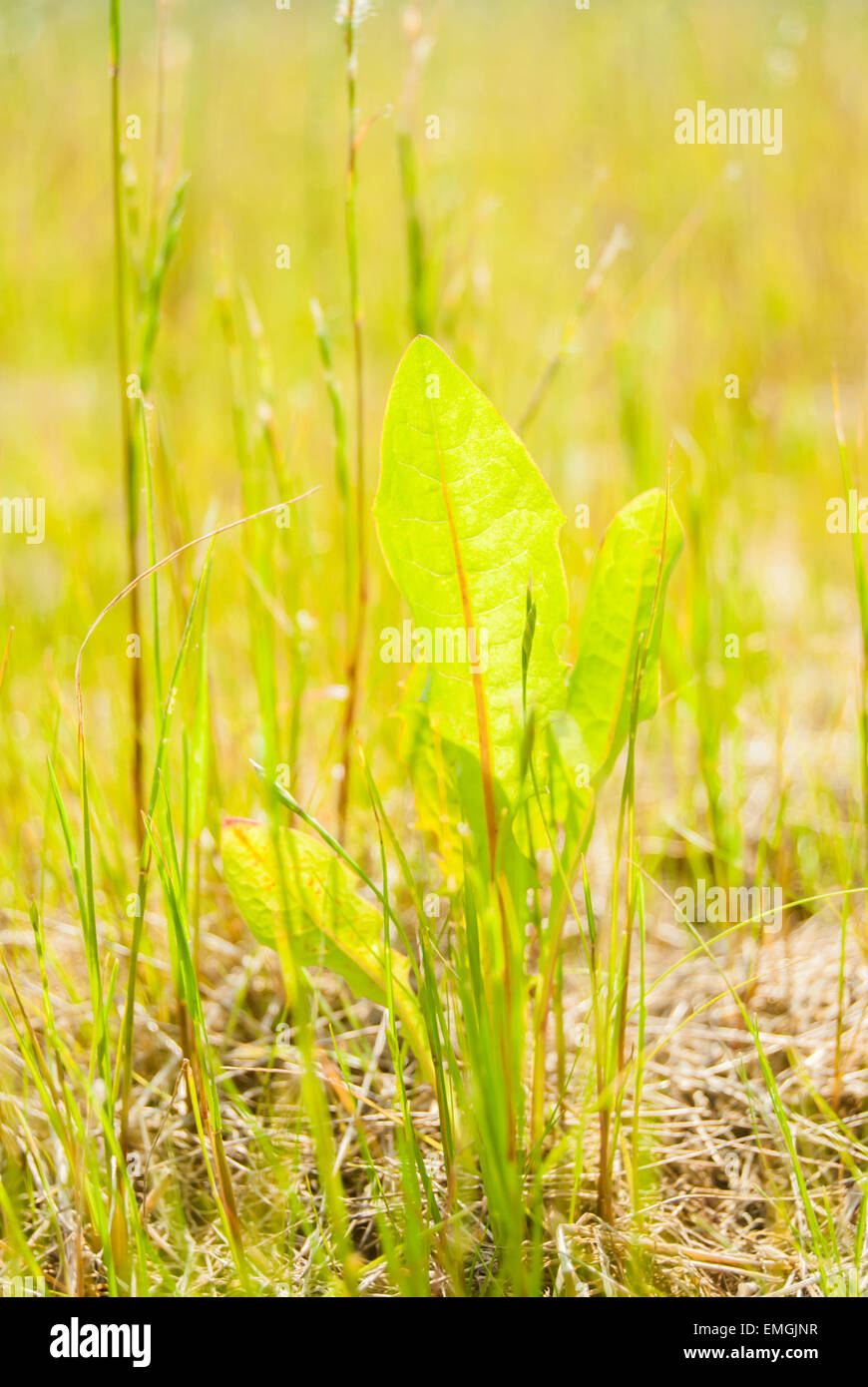 Fresh green grass on summer day Stock Photo - Alamy