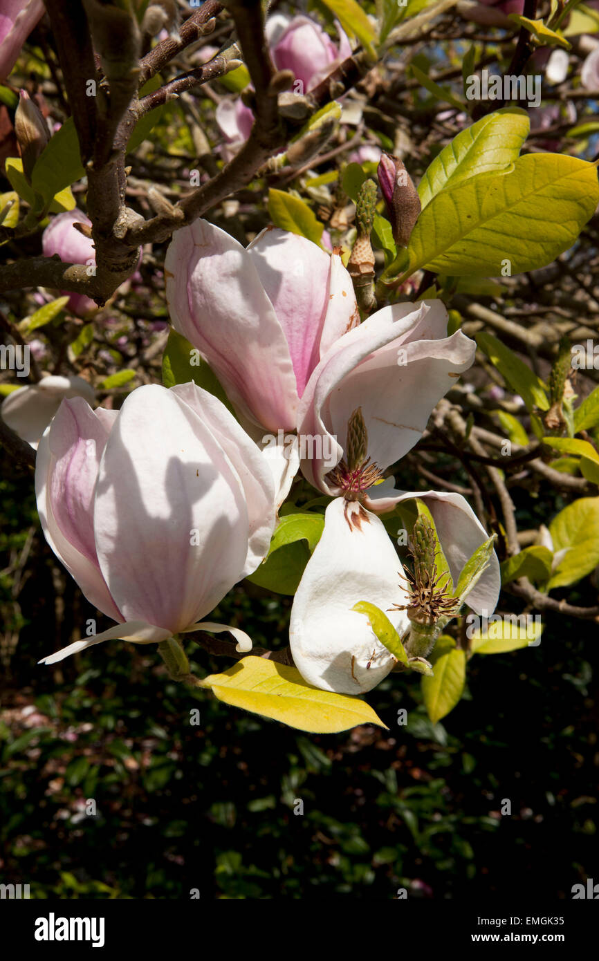 Magnolia Soulangeana ' Rustica Rubra ' in the garden at Cotehele House ...