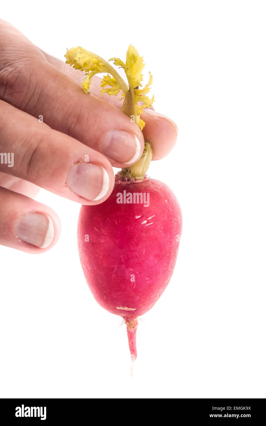 fresh radish in hands isolated on white Stock Photo - Alamy