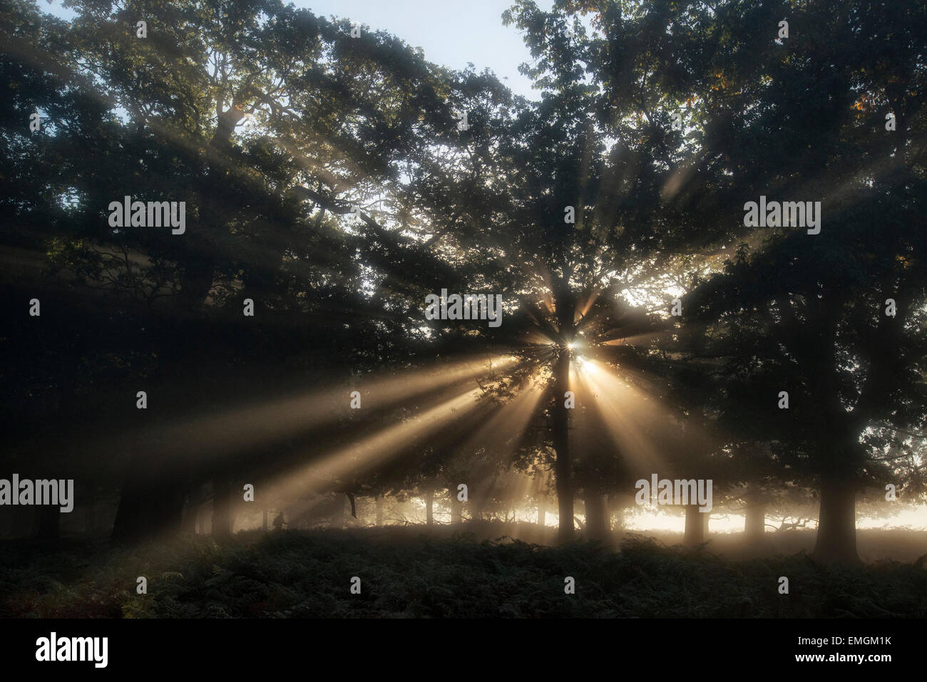 Sun beams shining through forest trees in foggy Autumn Fall sunrise ...