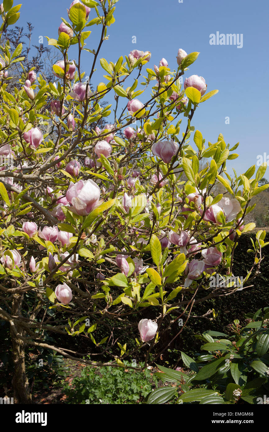 Magnolia soulangeana rustica rubra hi-res stock photography and images ...