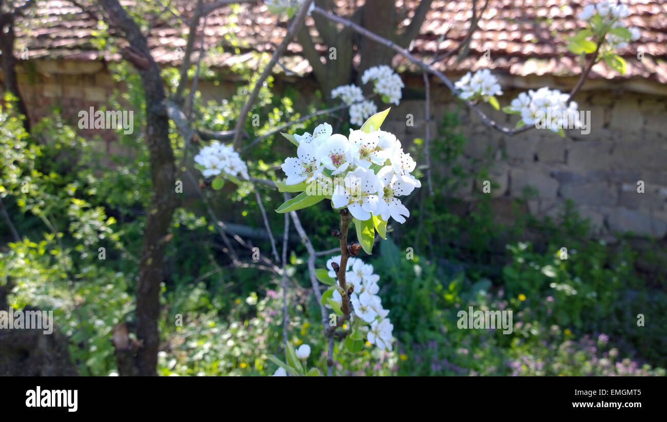 Spring Cherry Blossom Stock Photo - Alamy