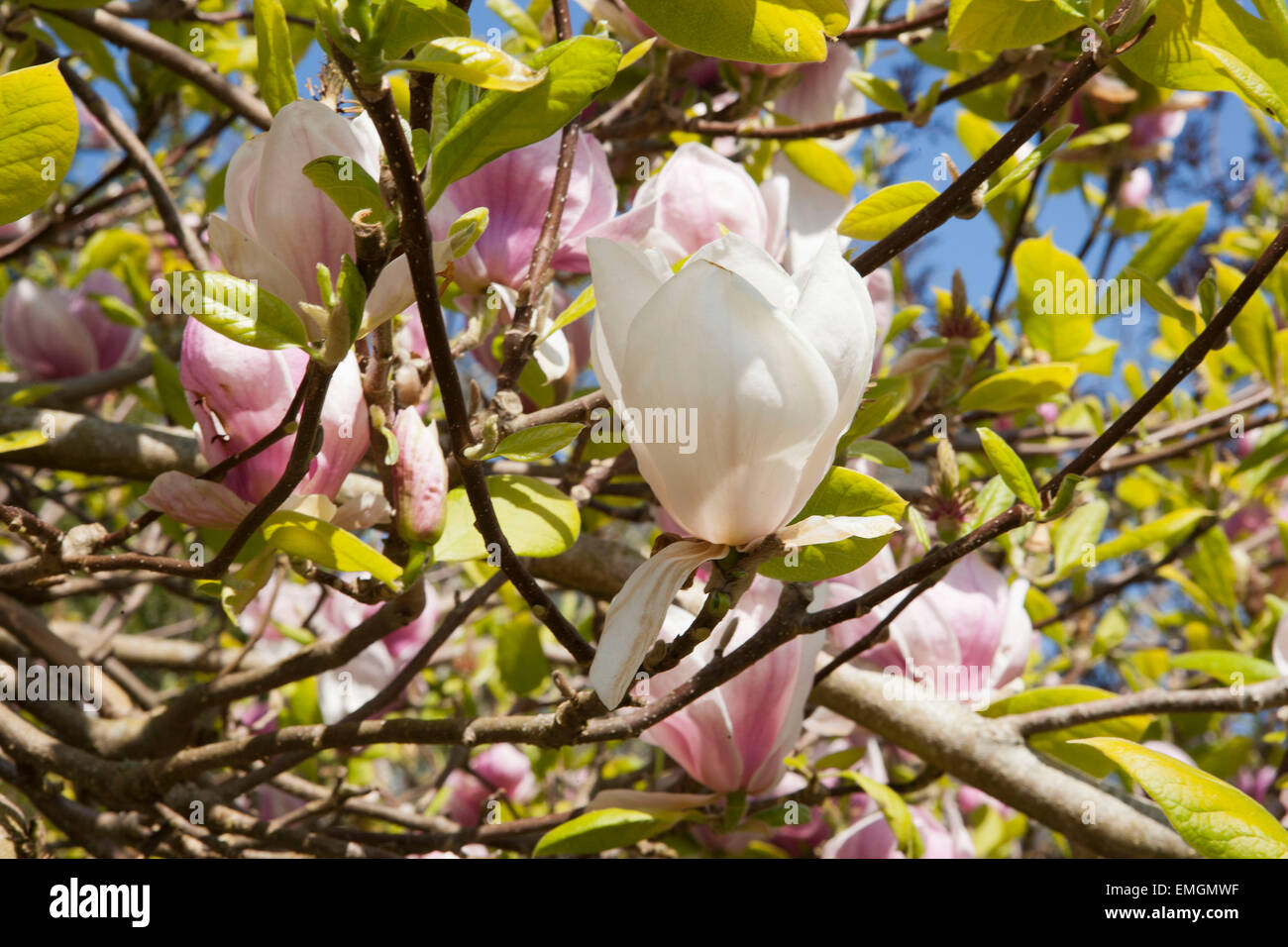 Magnolia Soulangeana ' Rustica Rubra ' in the garden at Cotehele House ...