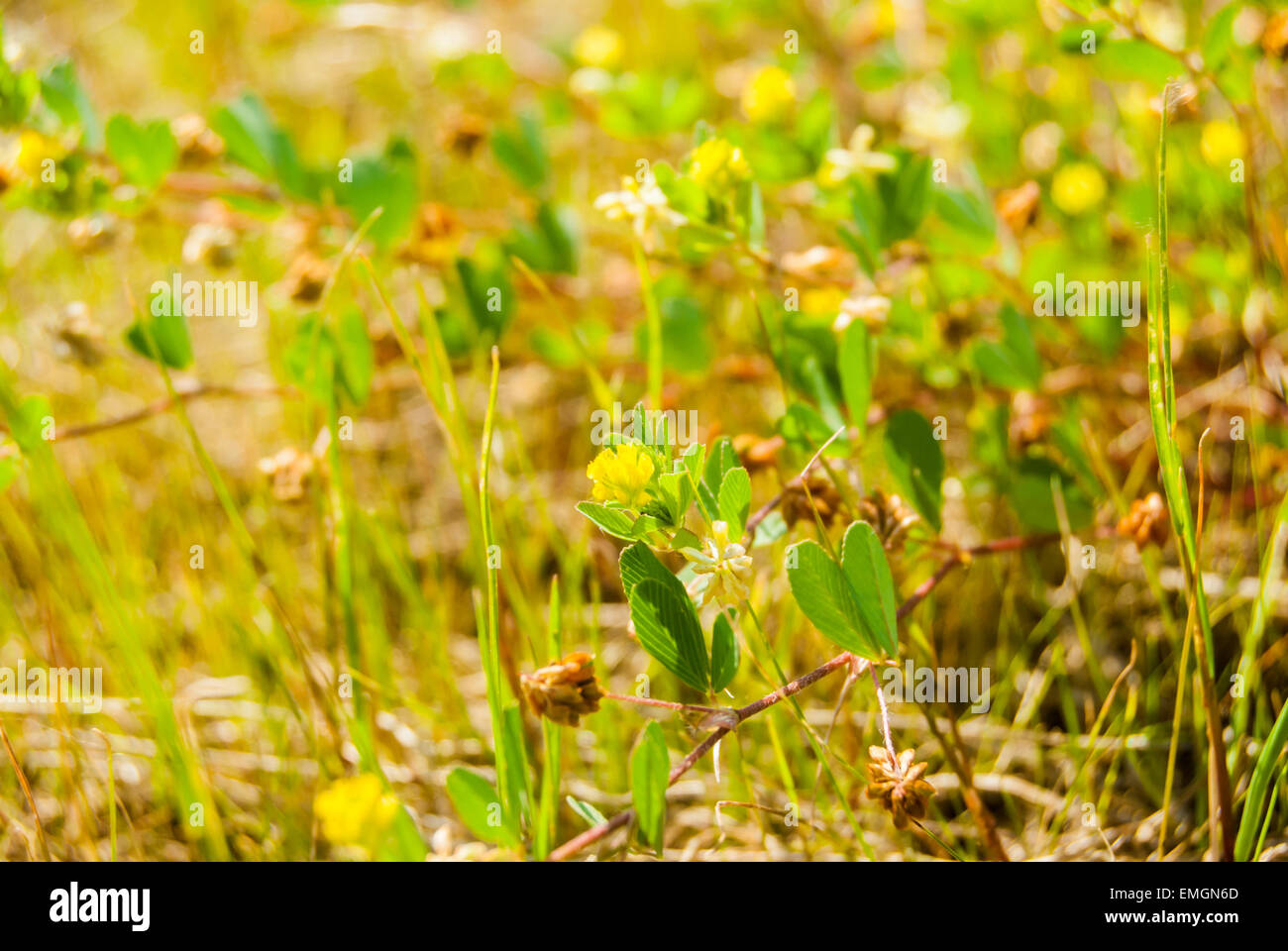 Yellow clover flower in summer green meadow Stock Photo - Alamy