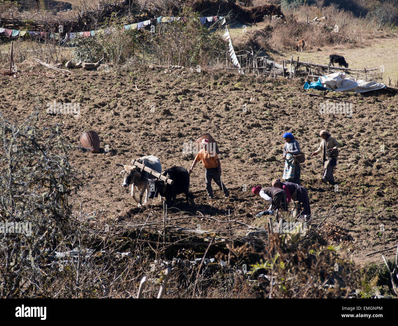 Subsistence farming hi-res stock photography and images - Alamy