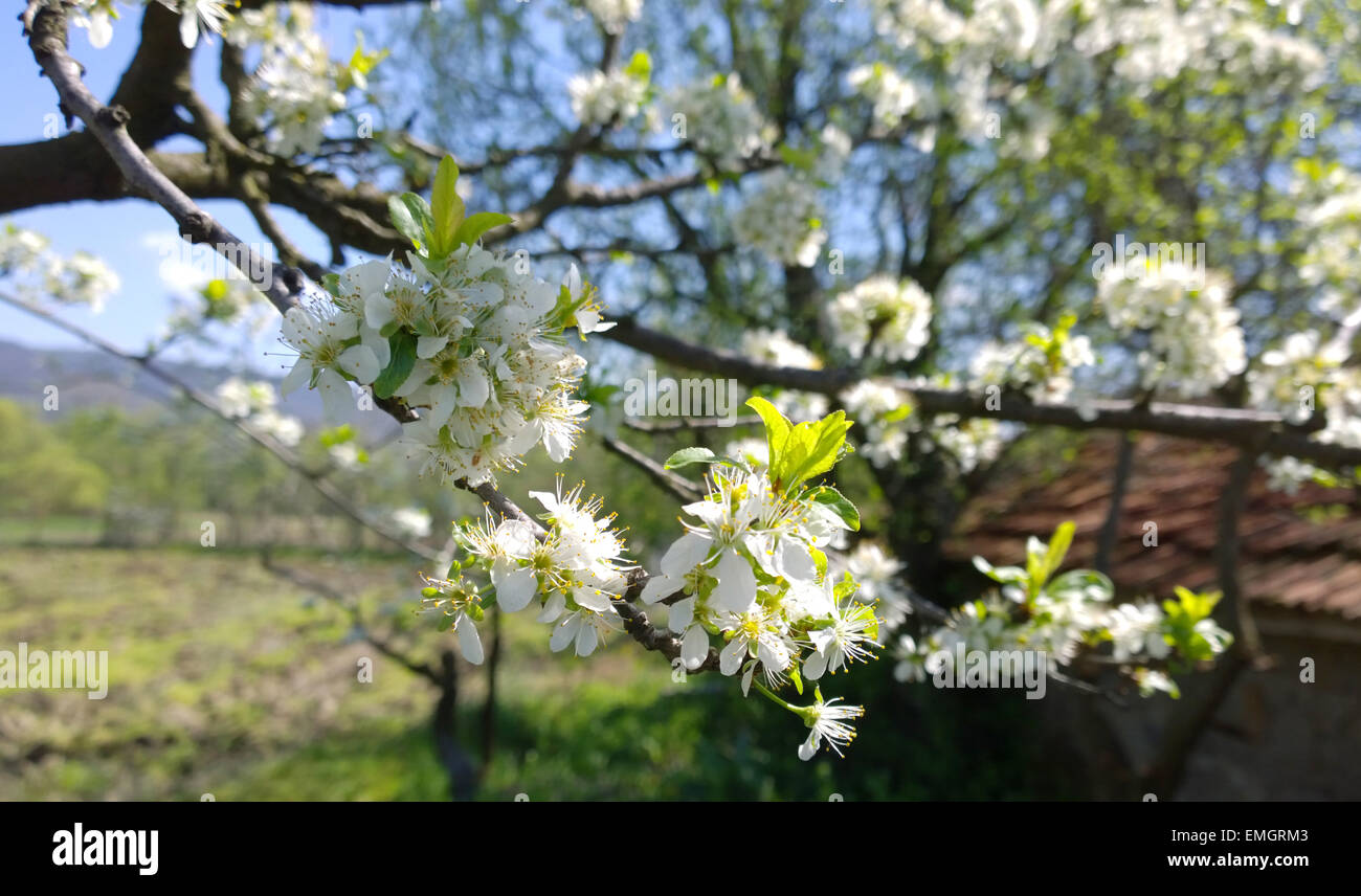 Spring Cherry Blossom Stock Photo - Alamy