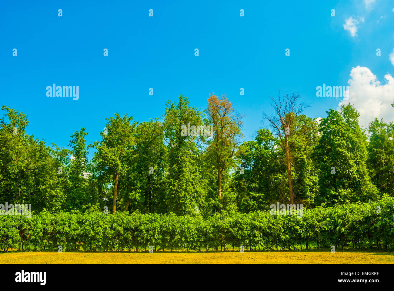 Spring landscape. Green trees and sunny sky with clouds Stock Photo - Alamy