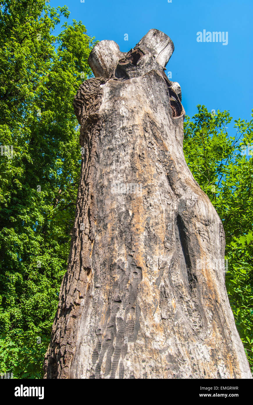 Tree trunk of ancient oak tree which is more than hundred years old ...