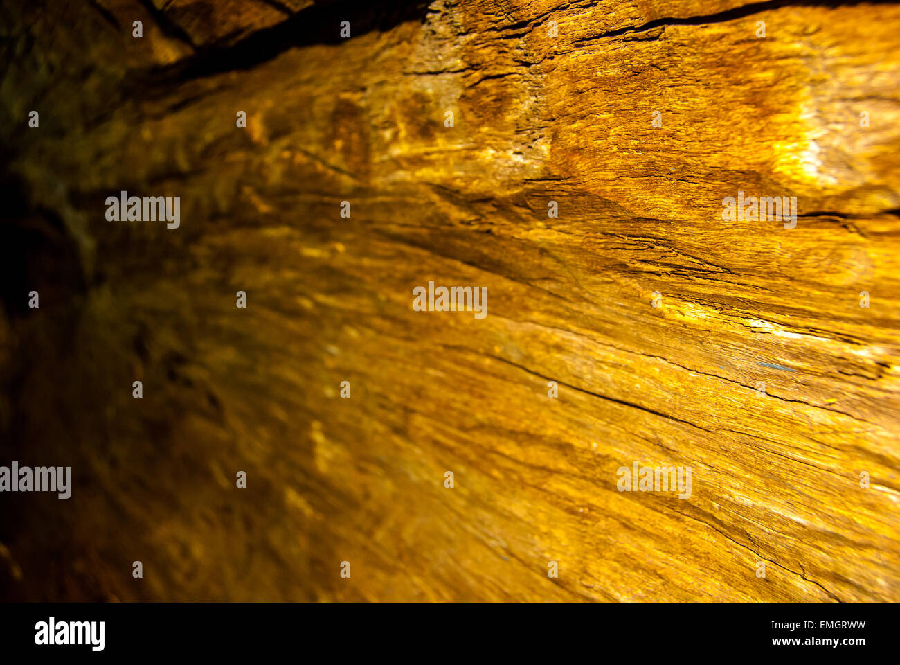 Tree trunk of ancient oak tree which is more than hundred years old ...
