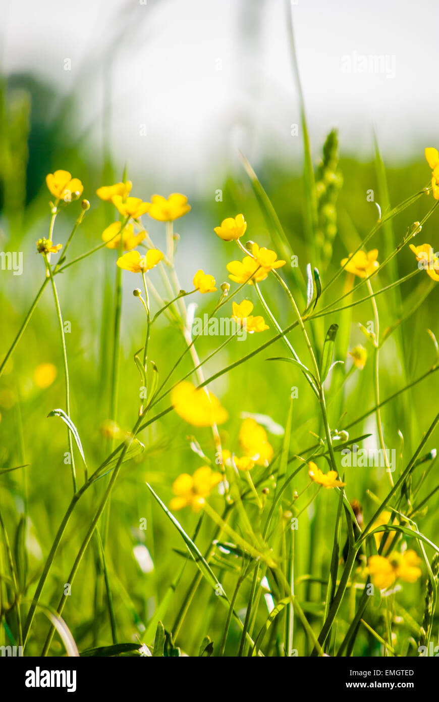 Yellow wildflowers (creeping buttercup) in meadow Stock Photo - Alamy