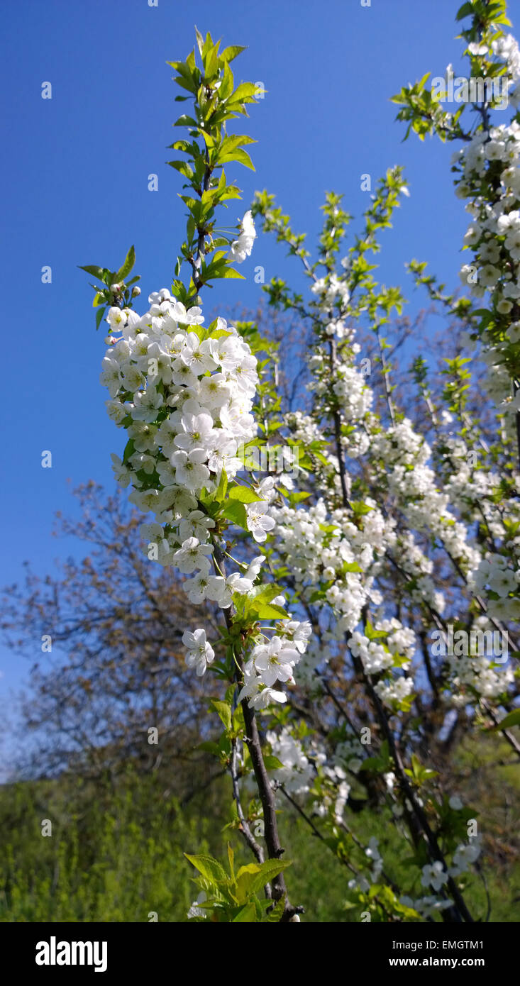 Spring Cherry Blossom Stock Photo - Alamy