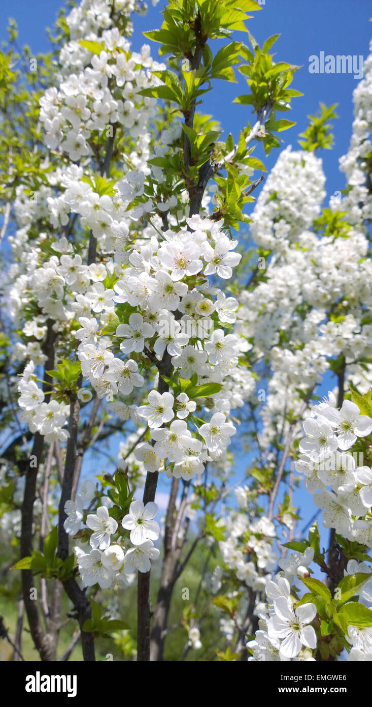 Spring Cherry Blossom Stock Photo - Alamy