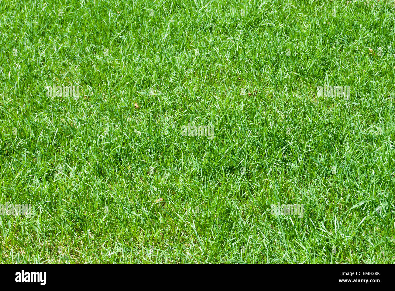green grass texture Stock Photo - Alamy