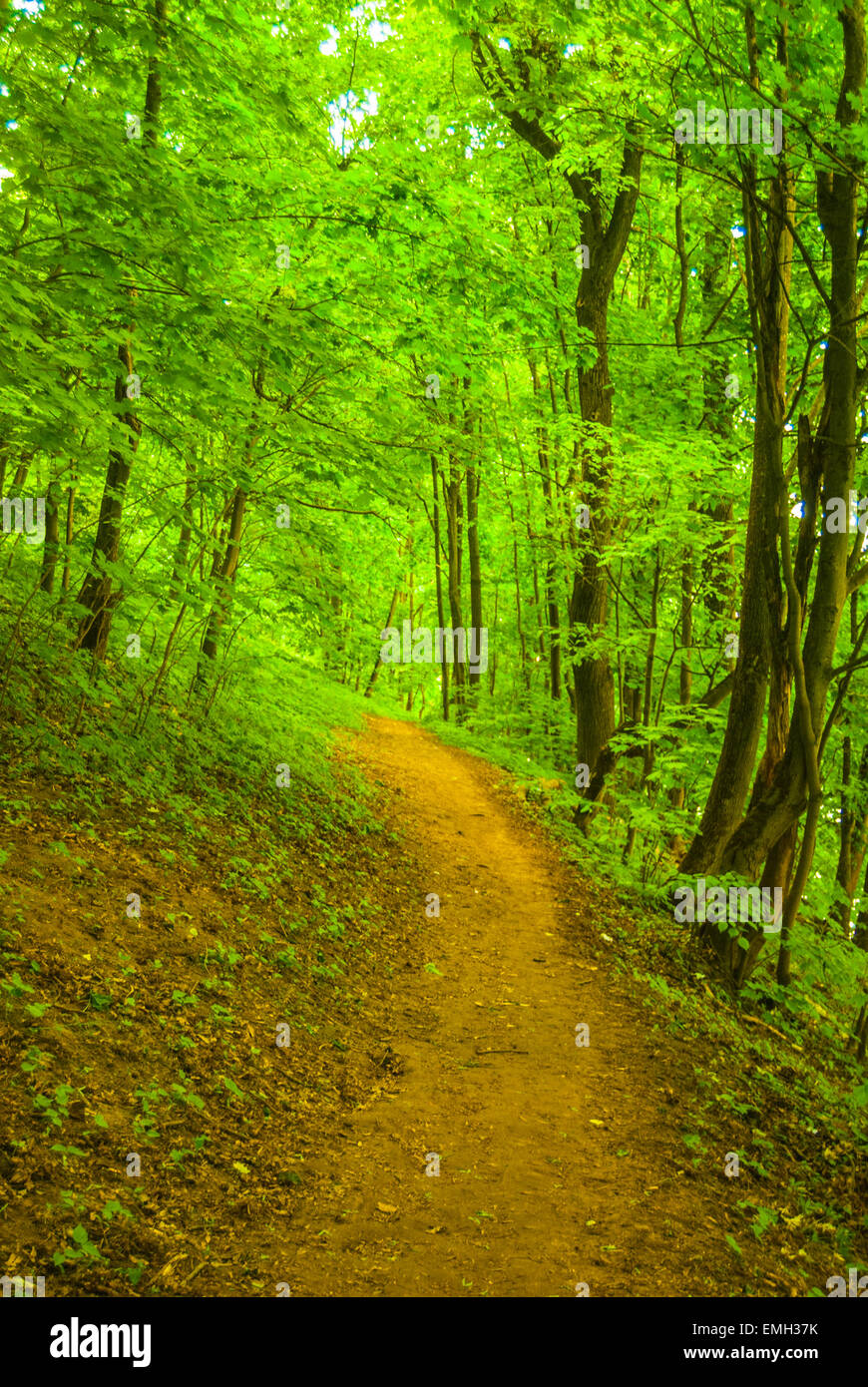 path between trees in the forest in summertime Stock Photo - Alamy