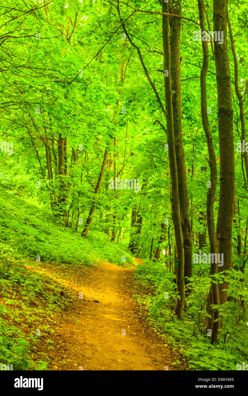 path between trees in the forest in summertime Stock Photo - Alamy
