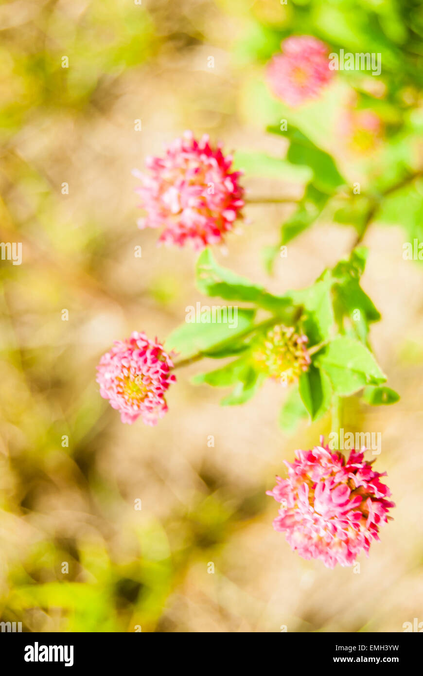 Red clover flower on summer green meadow Stock Photo - Alamy