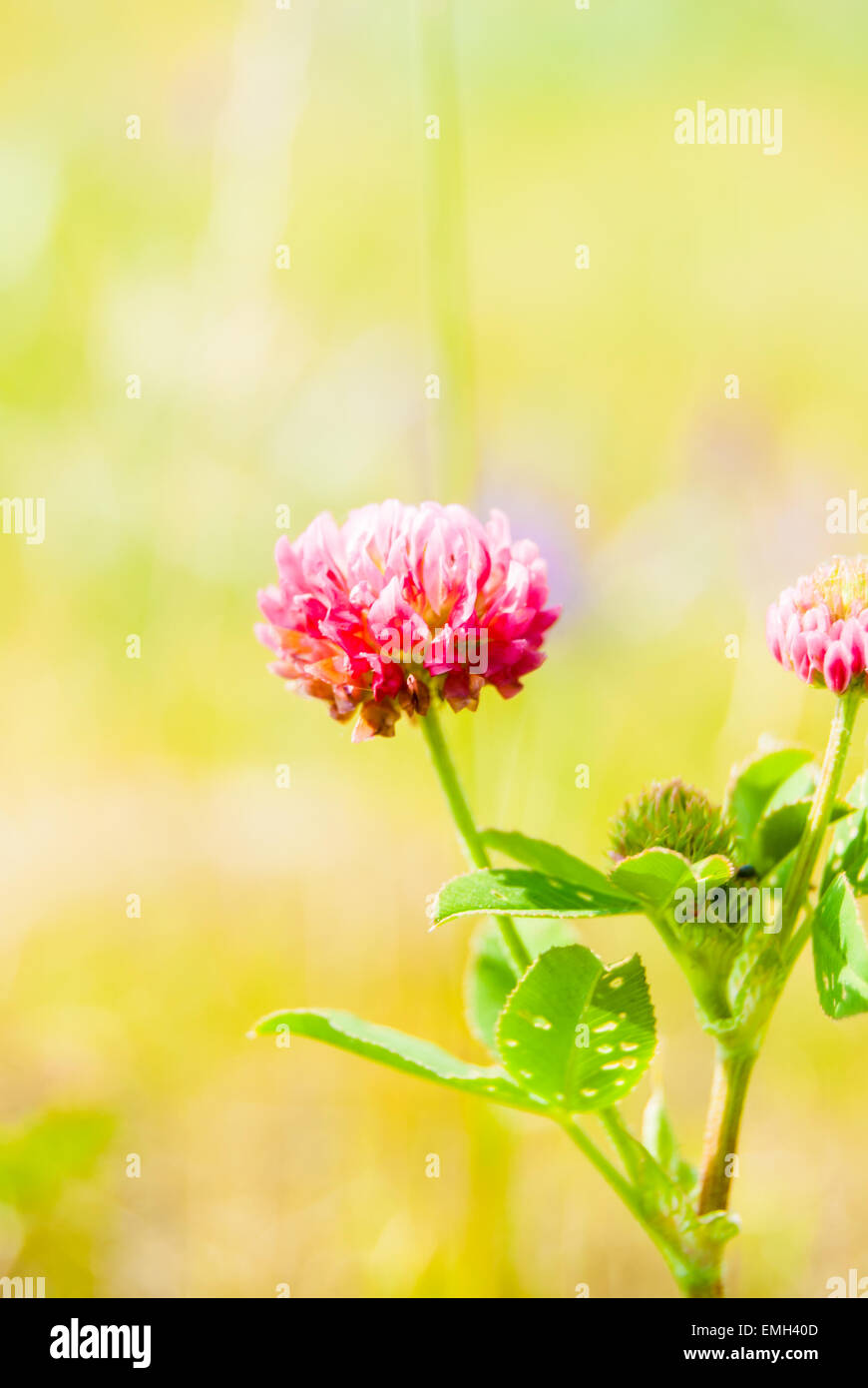 Red clover flower on summer green meadow Stock Photo - Alamy