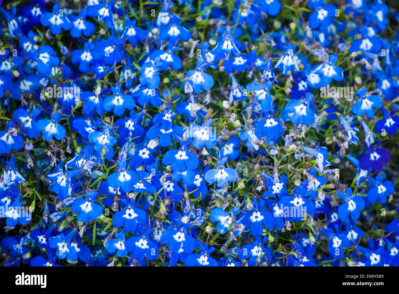 Small blue flowers Stock Photo - Alamy