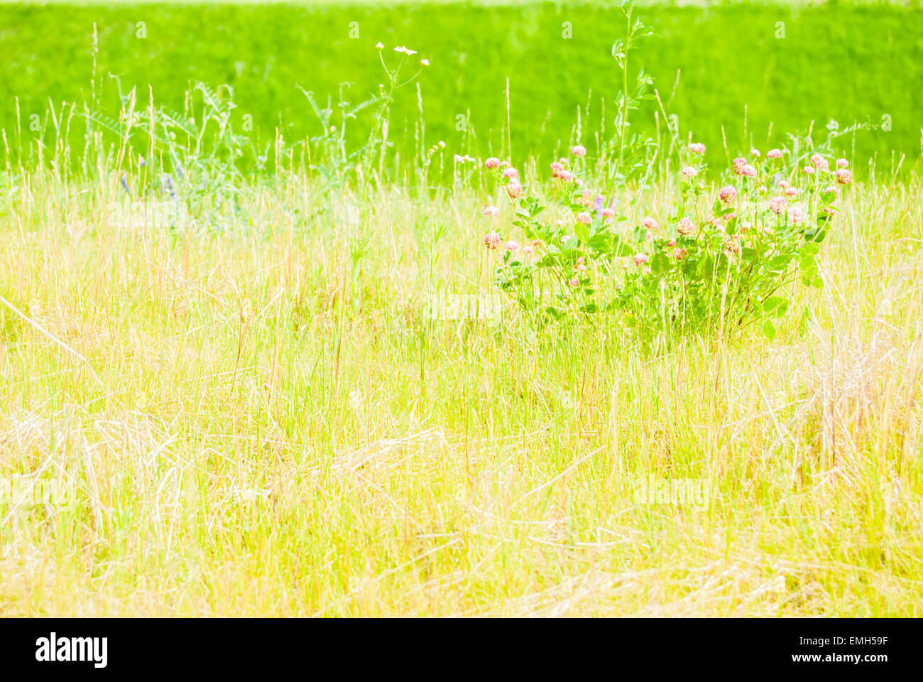 Green grass near highway. Ecology background Stock Photo - Alamy
