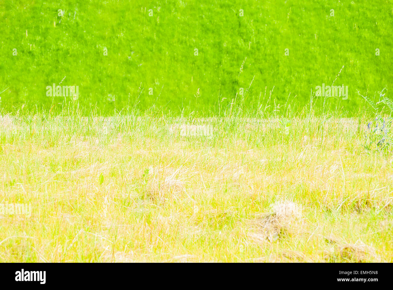 Green grass near highway. Ecology background Stock Photo - Alamy