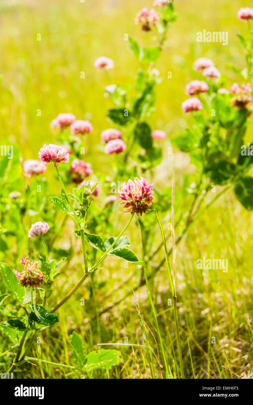 Red clover flower on summer green meadow Stock Photo - Alamy
