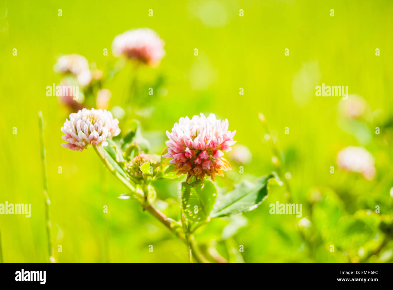 Red clover flower on summer green meadow Stock Photo - Alamy
