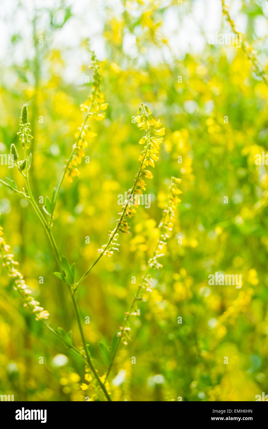 Yellow flower fields closeup Stock Photo - Alamy