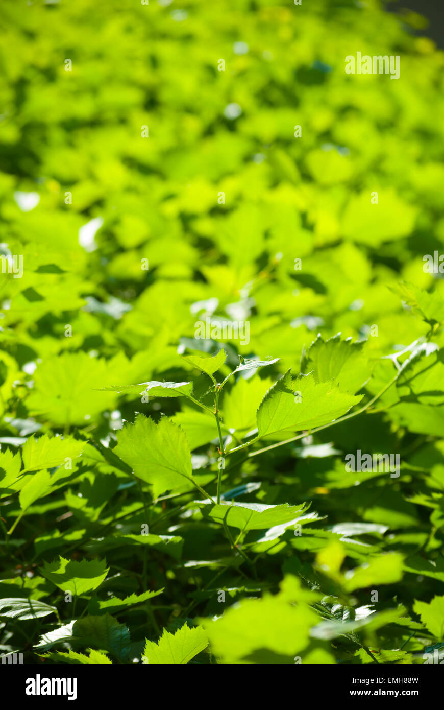 green bushes in sunlight Stock Photo - Alamy