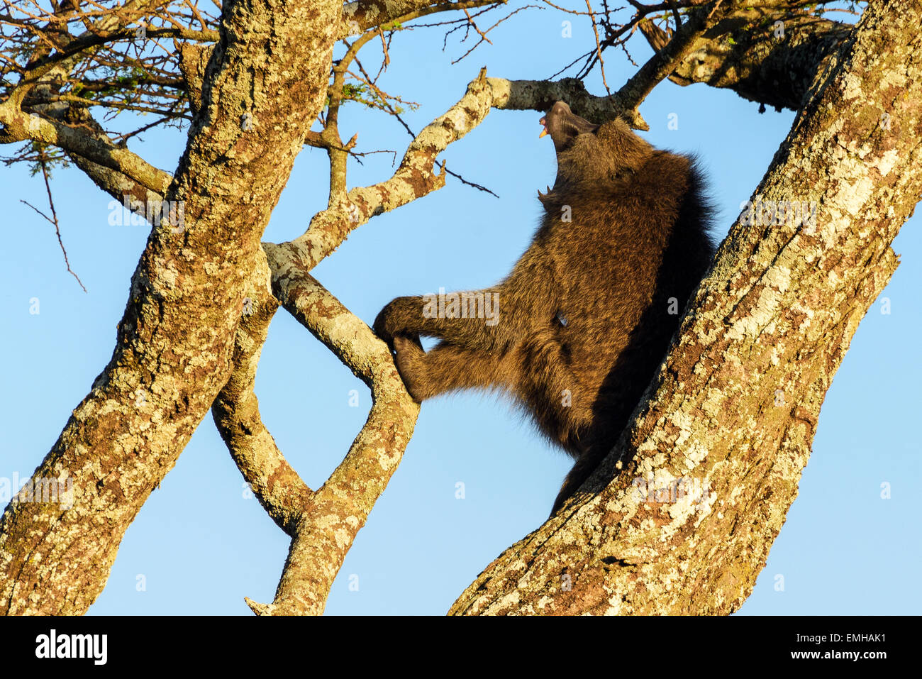 Cercopithecidae hi-res stock photography and images - Alamy