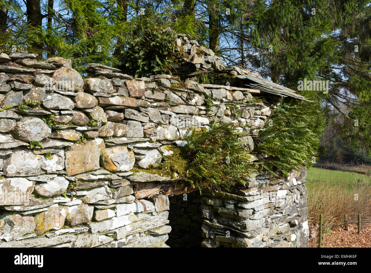 A disused roofless field barn colonized by ferns near to Hawkshead ...