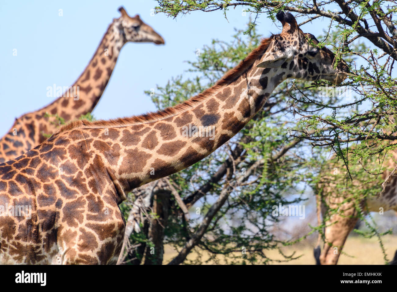 Giraffa camelopardalis giraffes eating acacia hi-res stock photography ...