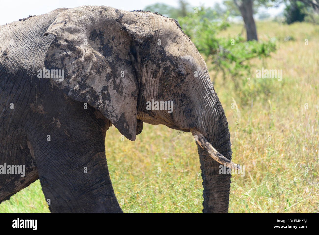 Loxodonta africana, tembo, ndovu, elephants portrait in the Serengeti ...