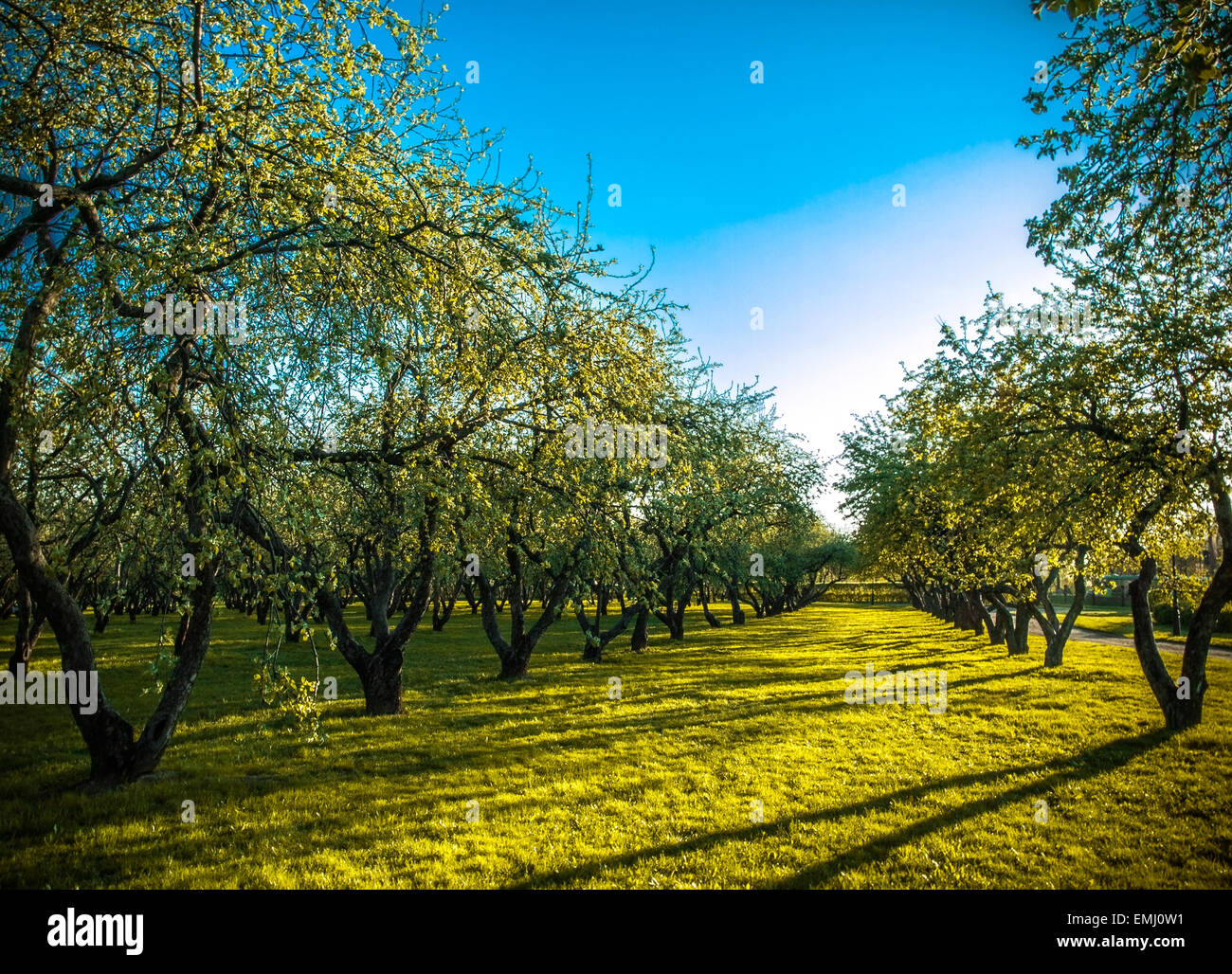 apple trees plantation Stock Photo - Alamy